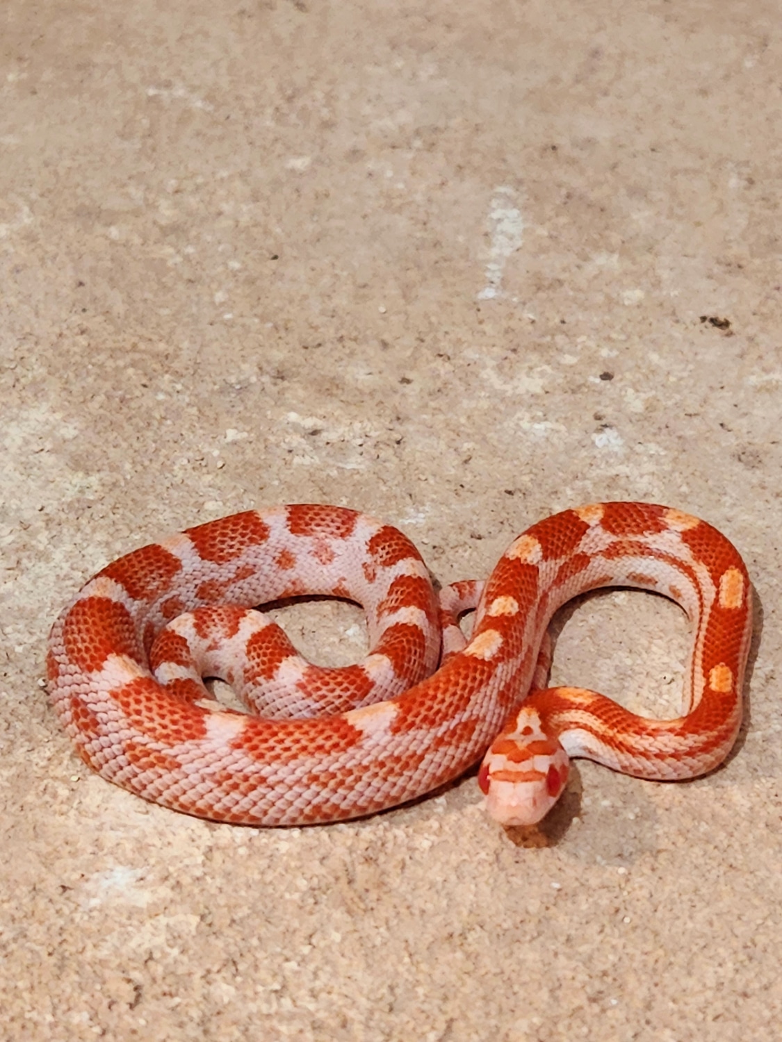 Motley Creamsicle Corn Snake by Casa Grande Reptiles - MorphMarket