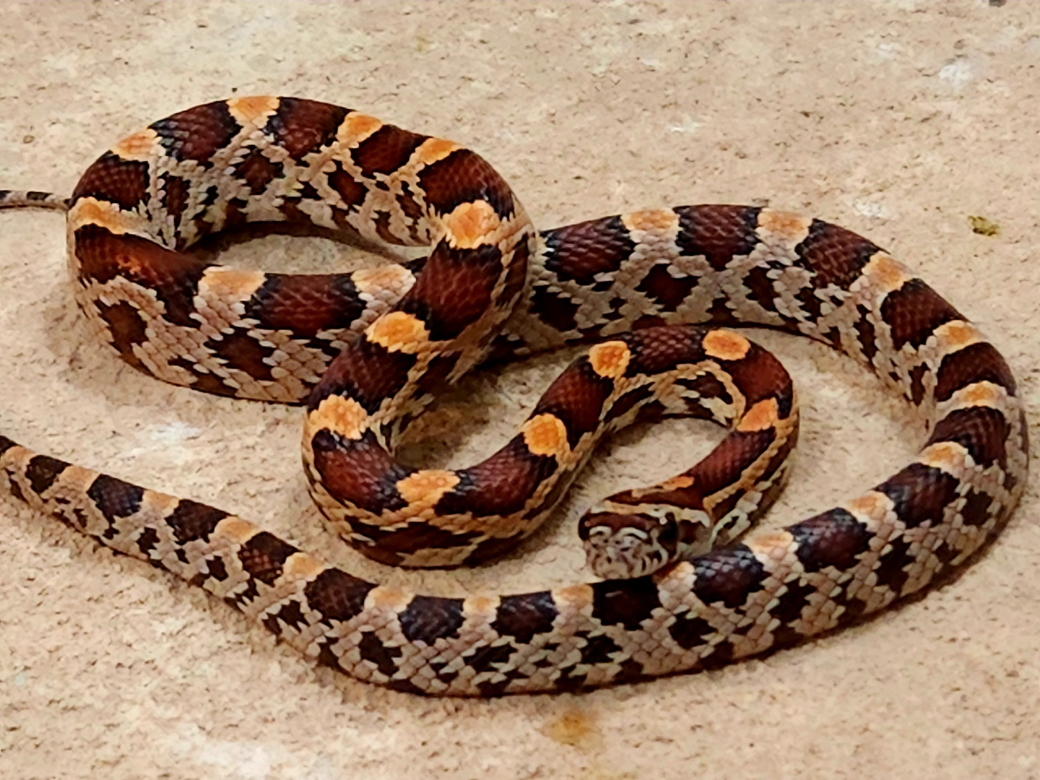 2022 Hunt Club OKEETEE Corn Snake by Casa Grande Reptiles - MorphMarket