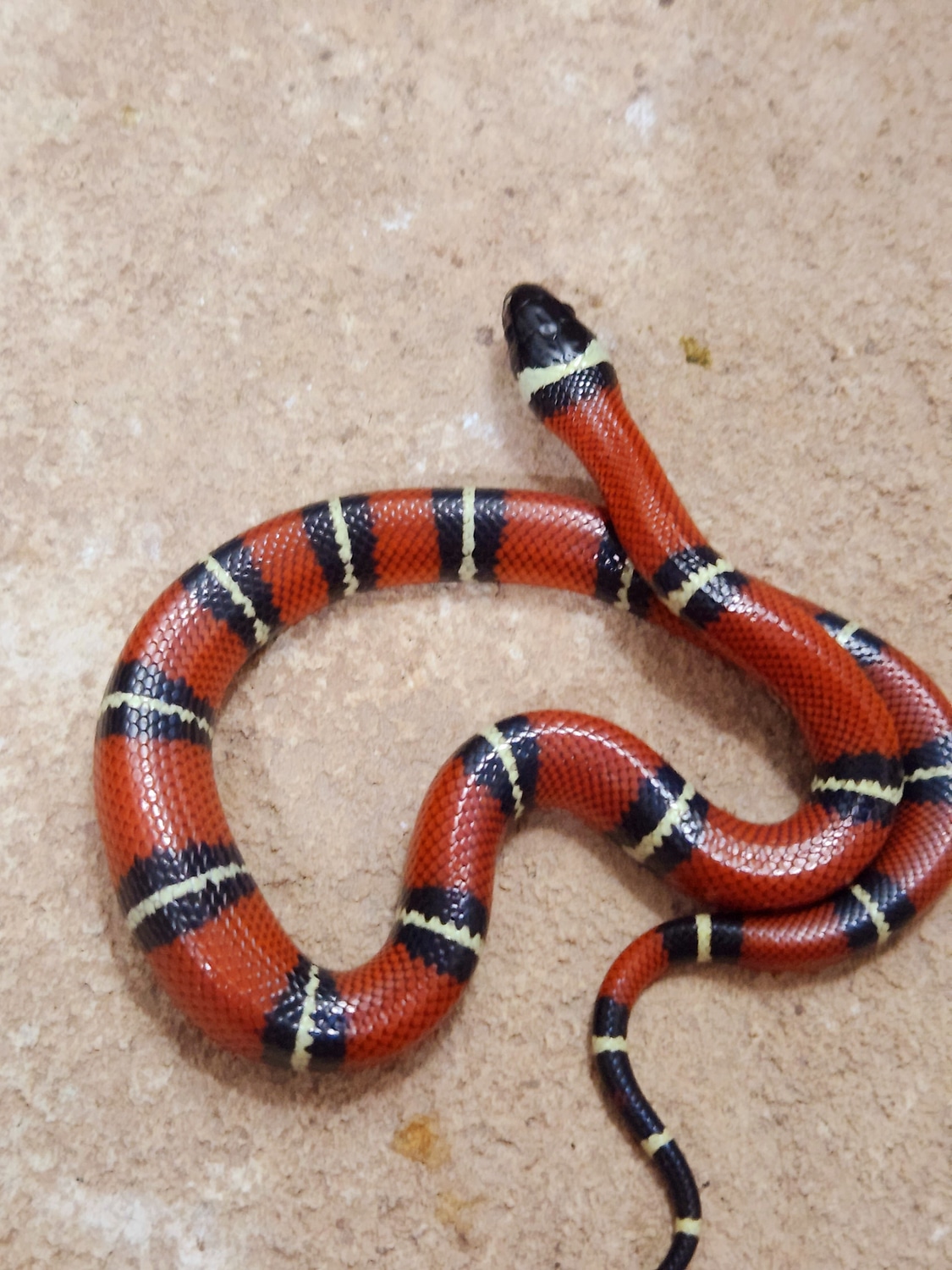 2022 Het Female Nelson's Milk Snake by Casa Grande Reptiles - MorphMarket