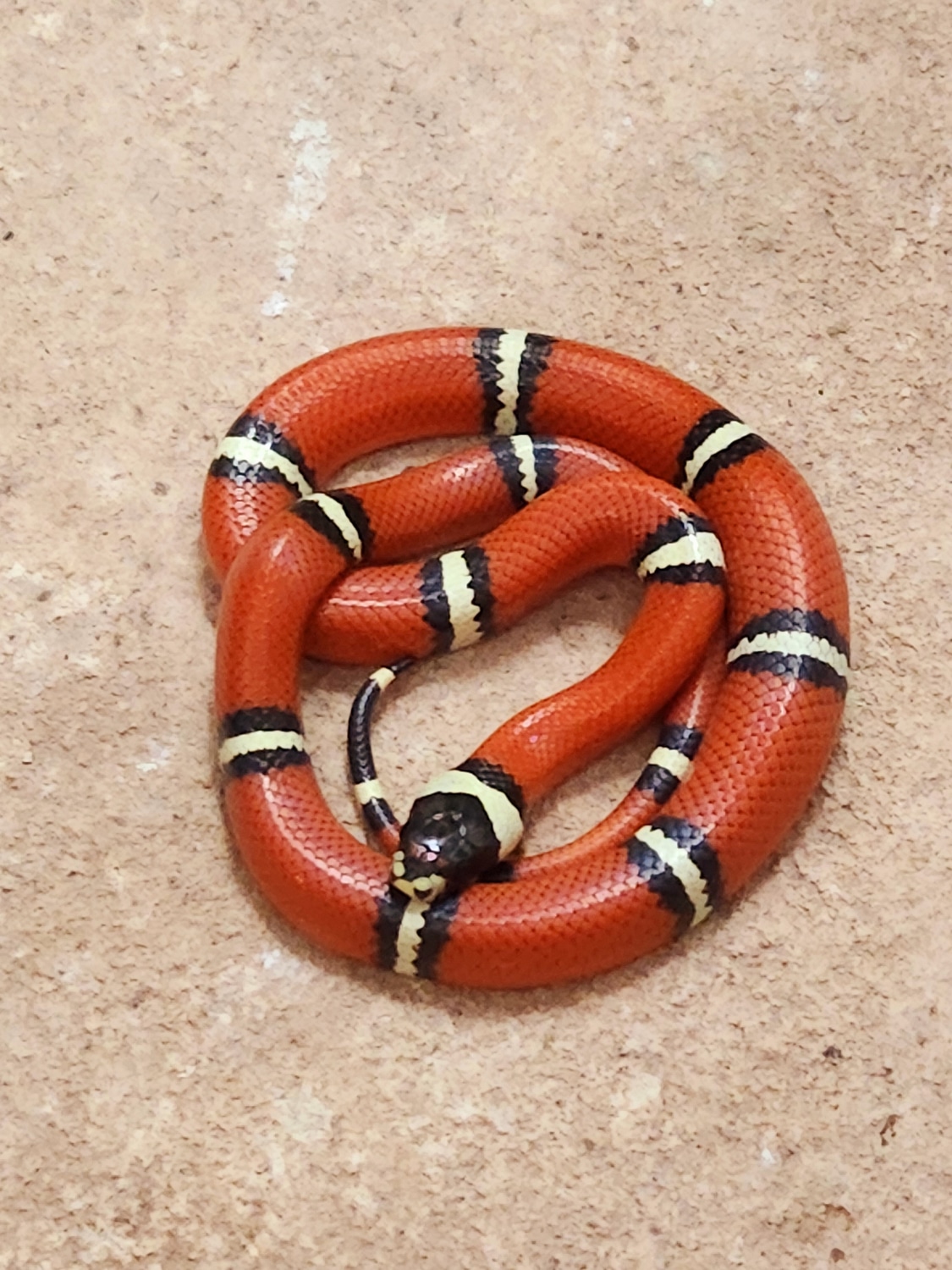 COSALA Sinaloan Milk Snake by Casa Grande Reptiles - MorphMarket