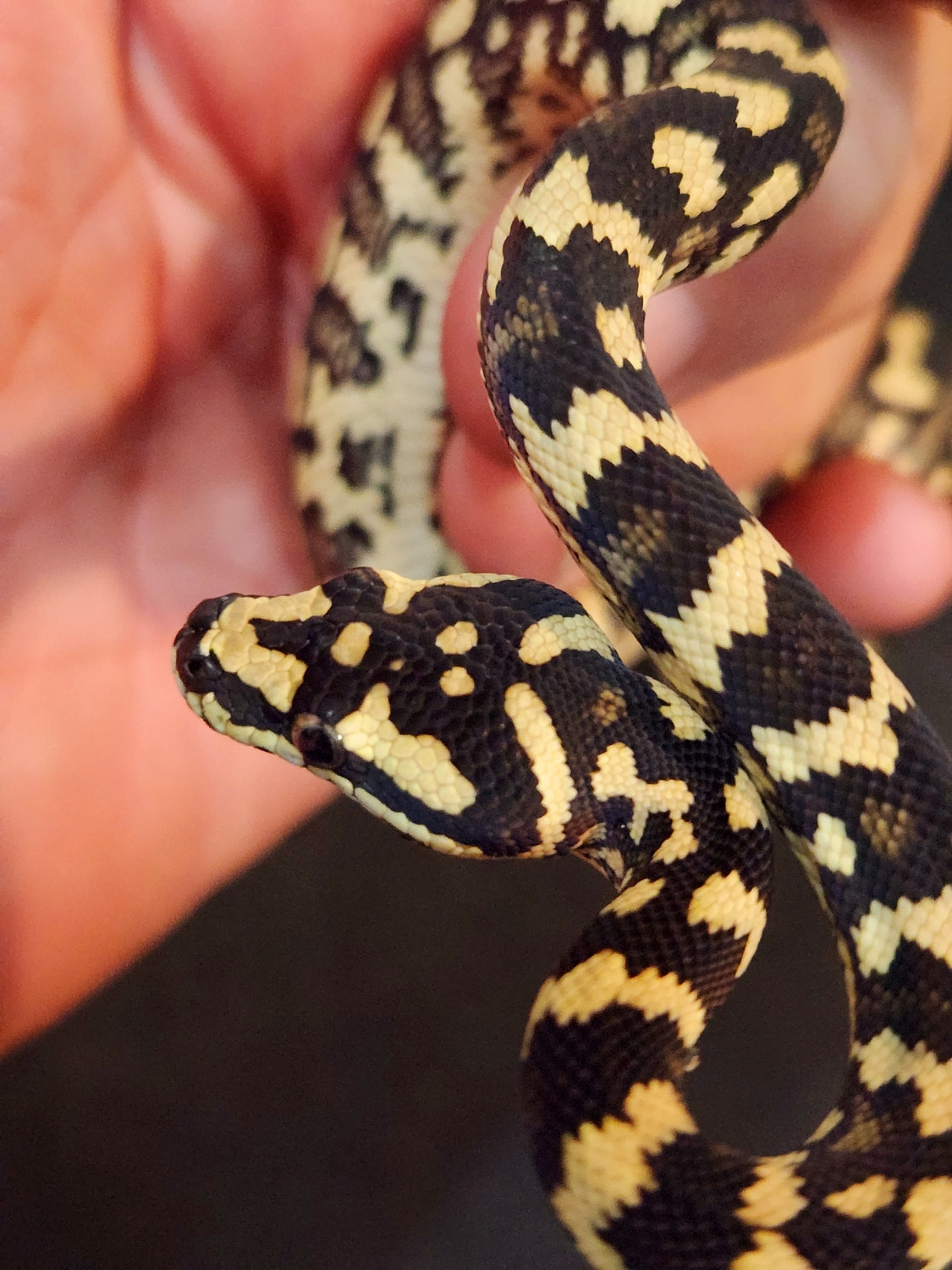Outstanding Yellow Jungle Carpet Python by Casa Grande Reptiles ...