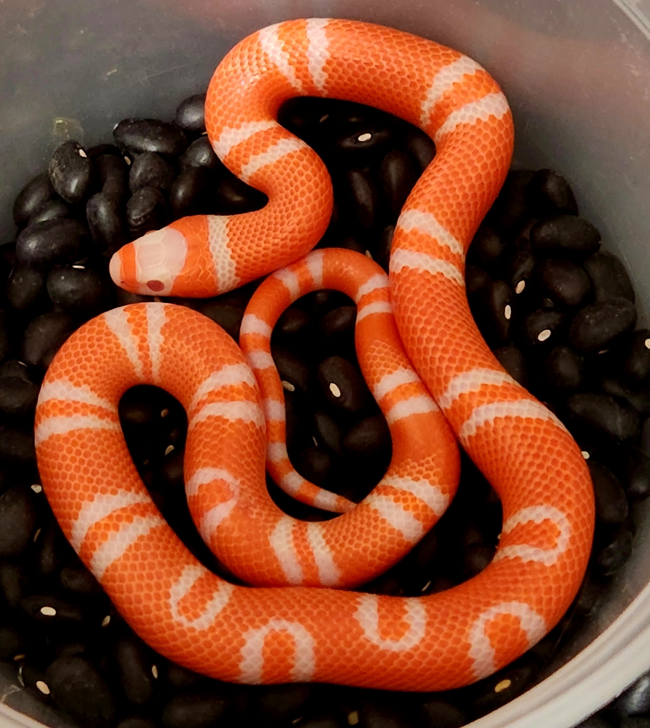 Albino Tangerine Honduran Milk Snake by Casa Grande Reptiles - MorphMarket