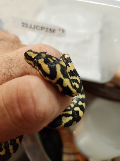 Bright Yellow Jungle Carpet Python by Casa Grande Reptiles