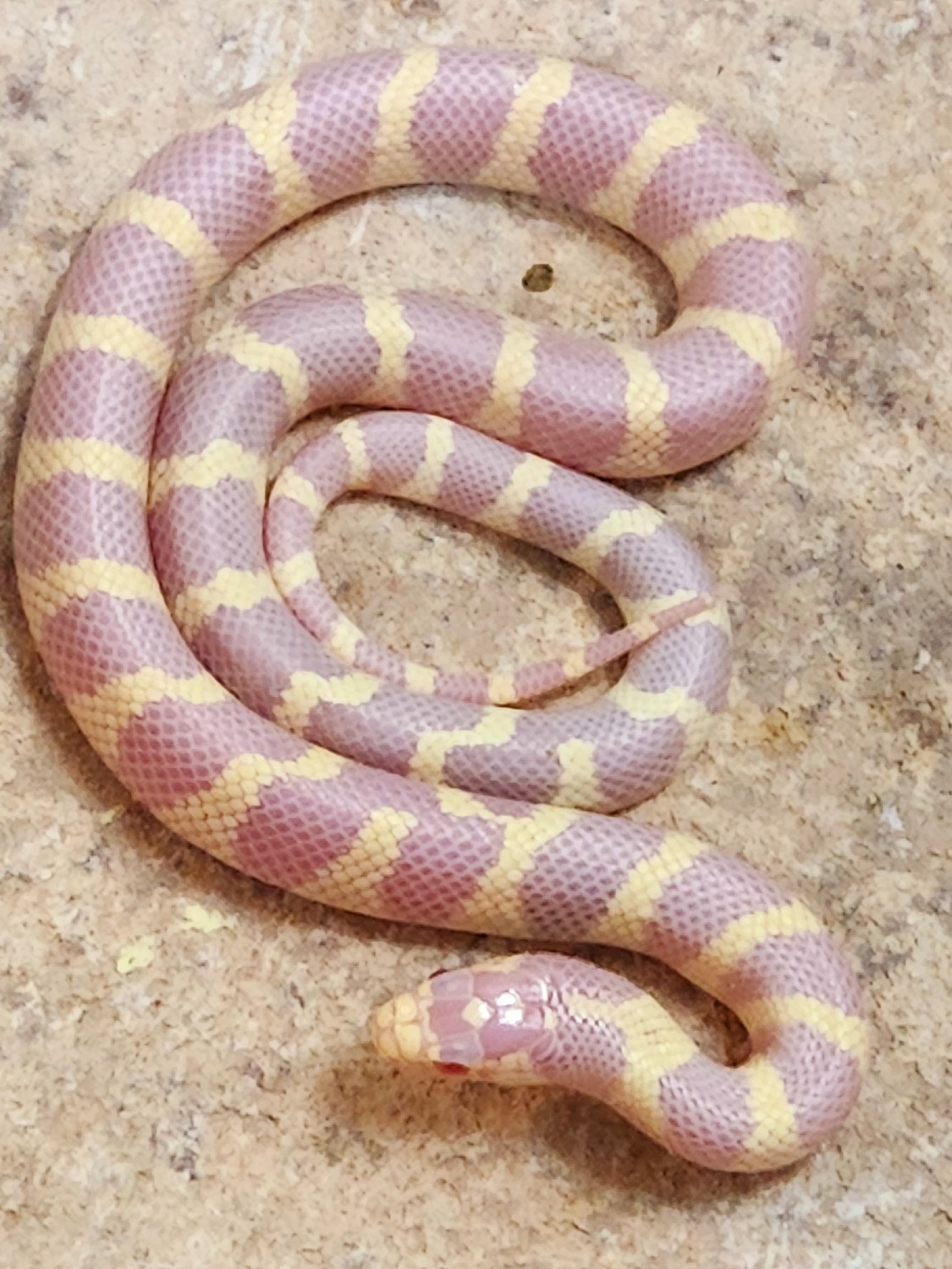 Albino Banded California Kingsnake by Casa Grande Reptiles - MorphMarket