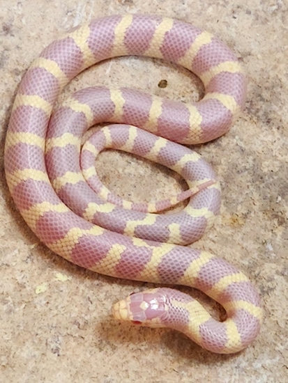 Albino Banded California Kingsnake by Casa Grande Reptiles