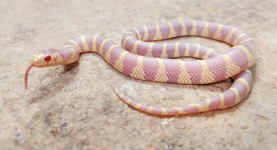 Albino Banded California Kingsnake by Casa Grande Reptiles
