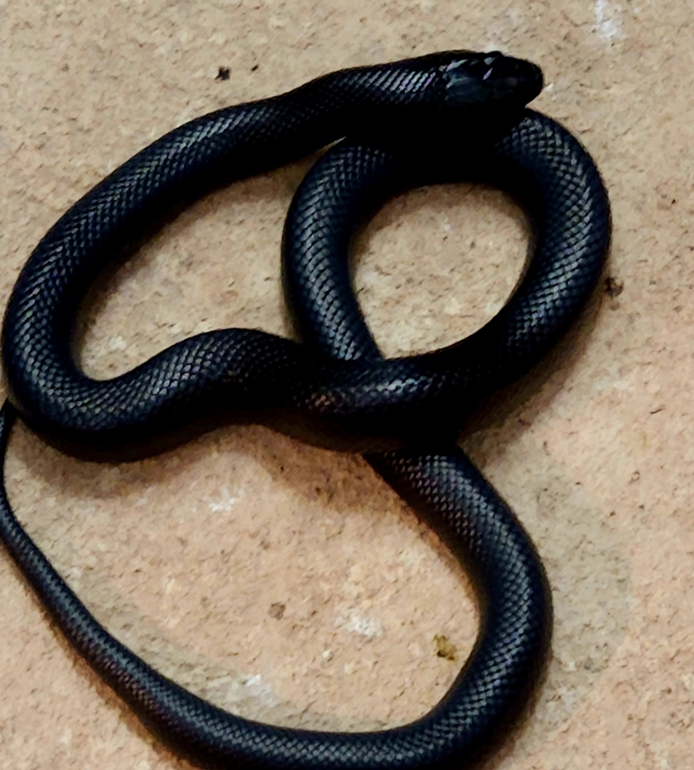 Jet Black Mexican Black Kingsnake by Casa Grande Reptiles - MorphMarket