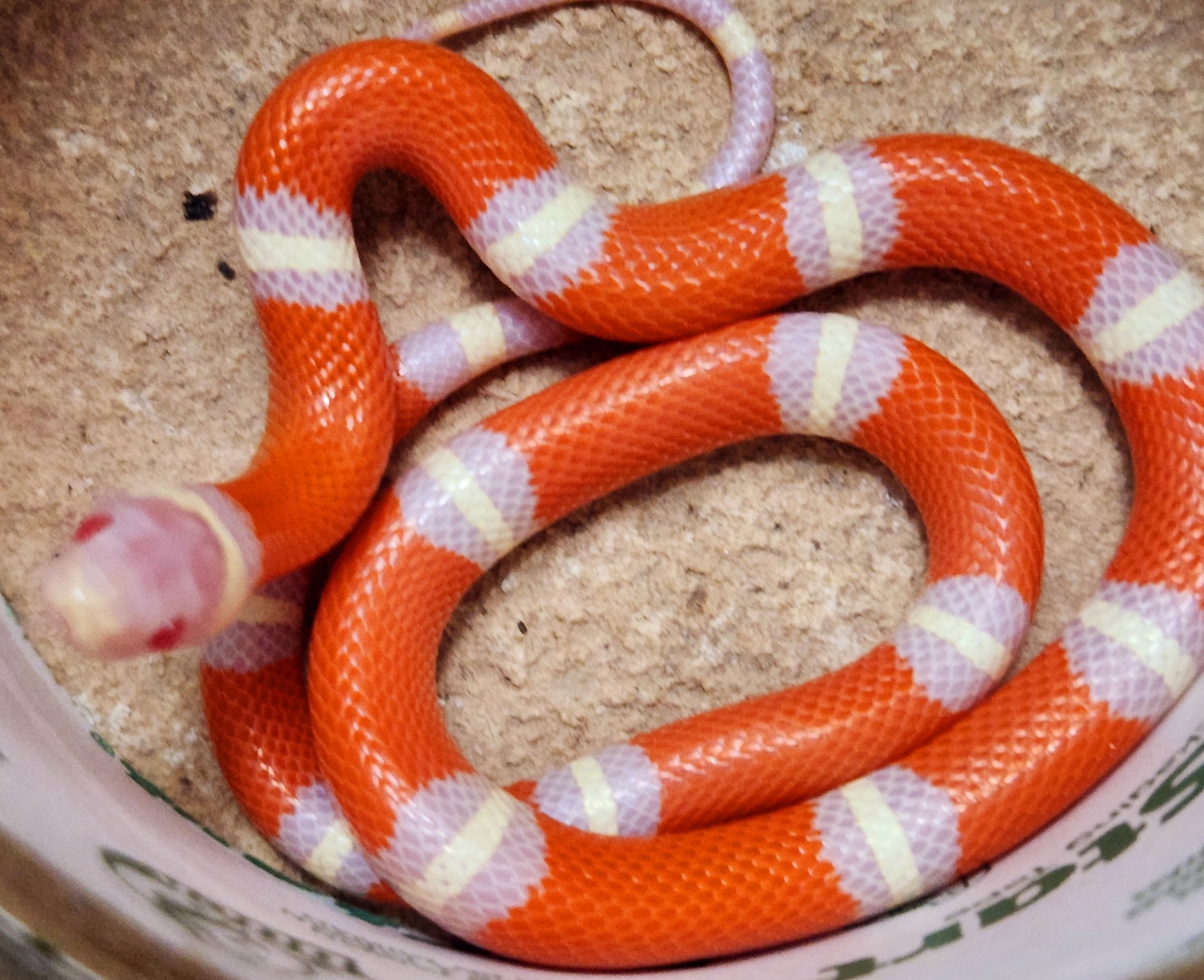 Albino Female Sinaloan Milk Snake by Casa Grande Reptiles - MorphMarket