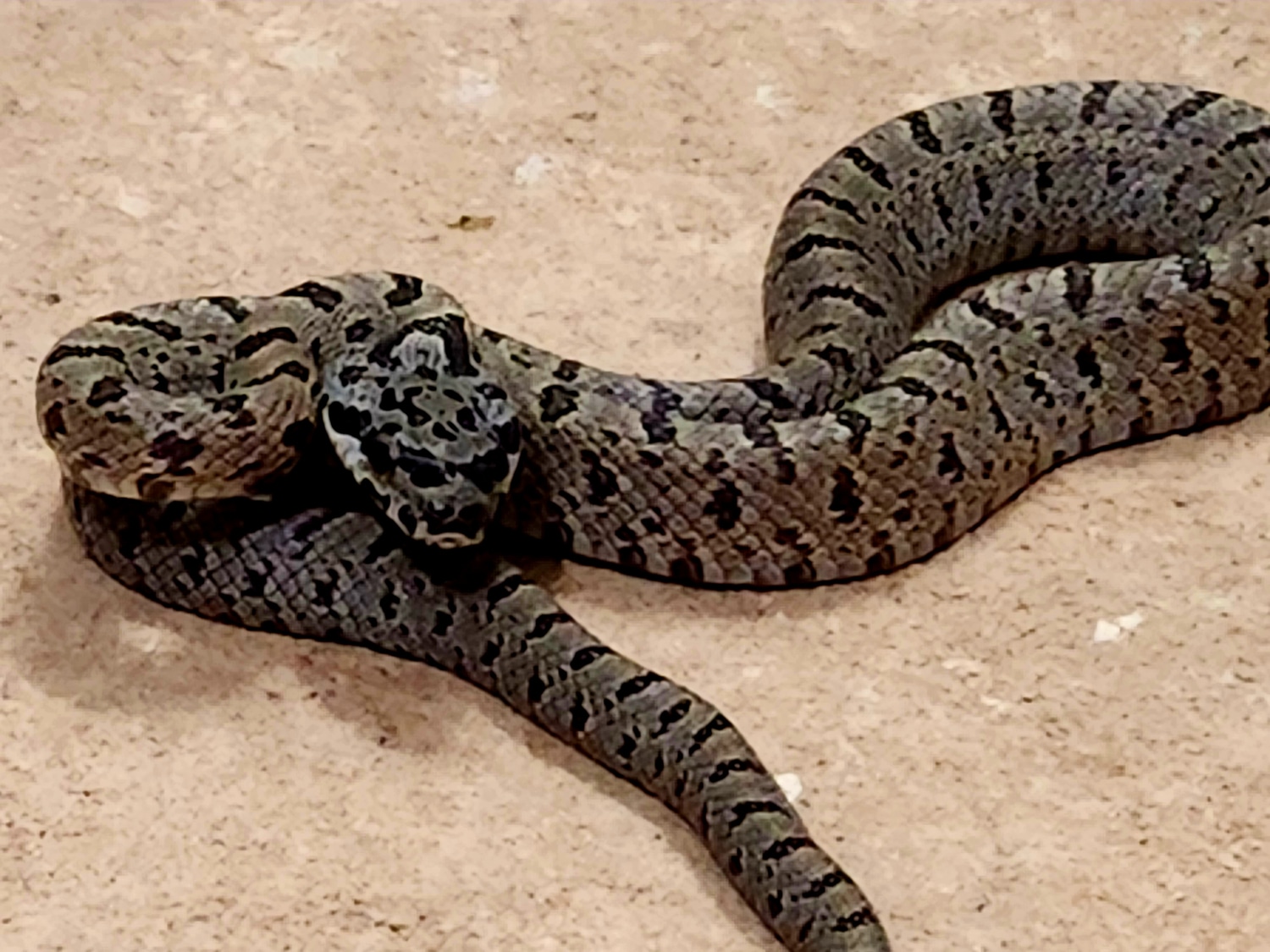 Mexican Baird's Rat Snake by Casa Grande Reptiles - MorphMarket