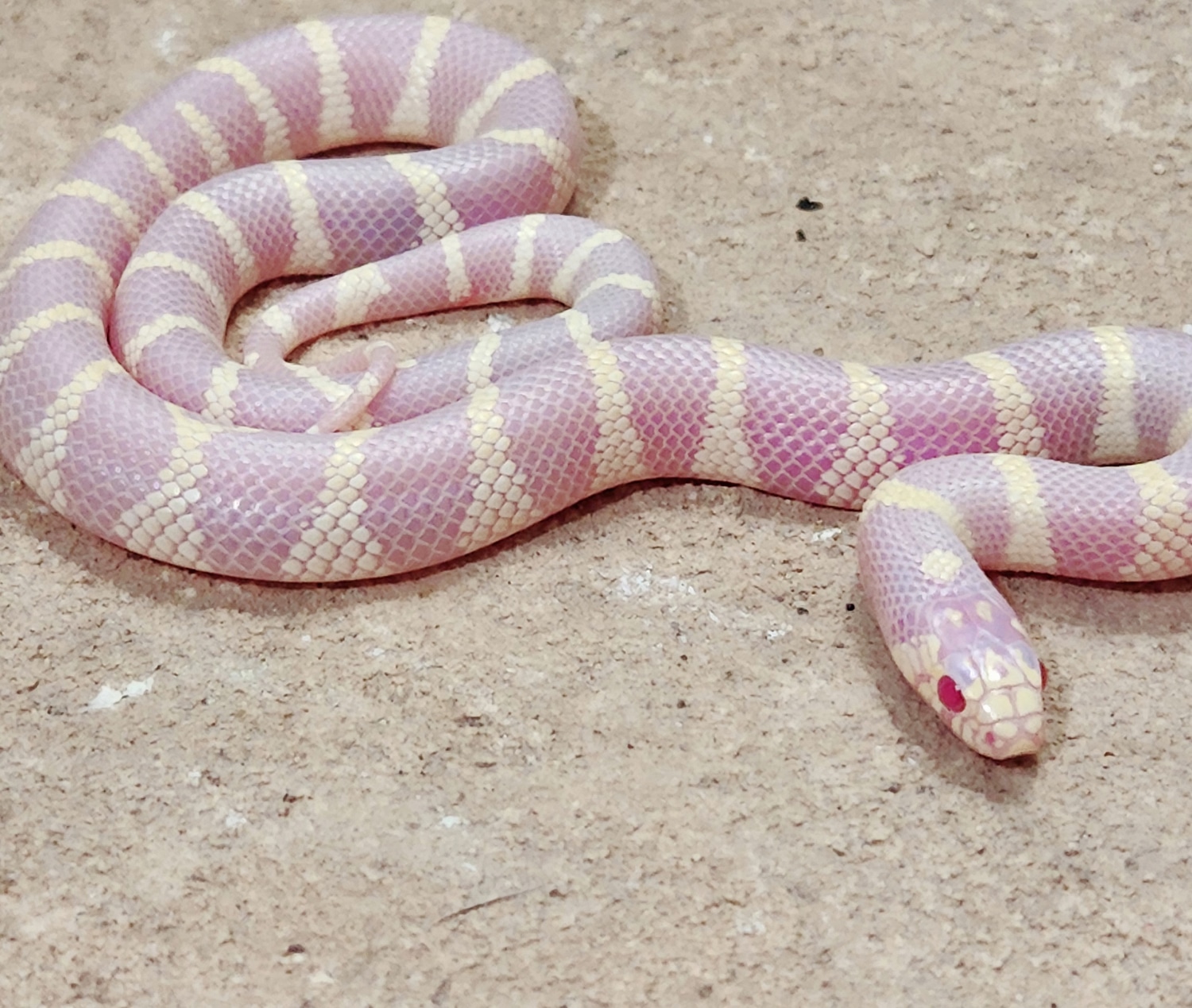 Albino Banded California Kingsnake by Casa Grande Reptiles - MorphMarket