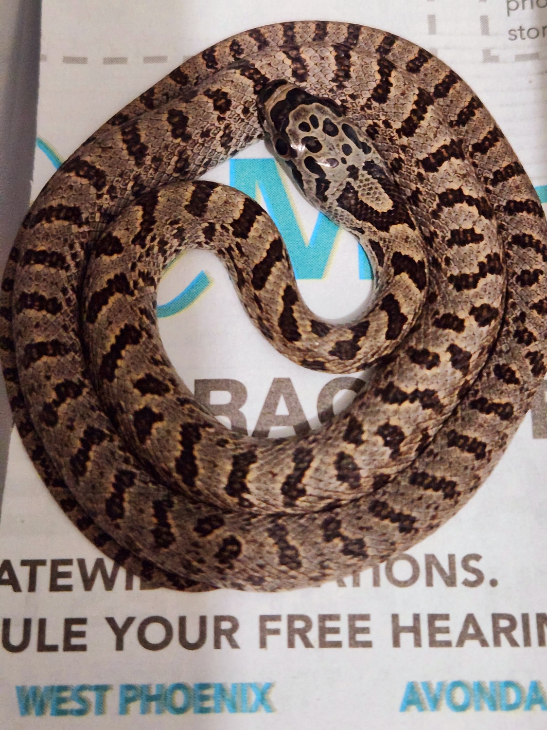 Mex Baird's Rat Snake by Casa Grande Reptiles - MorphMarket