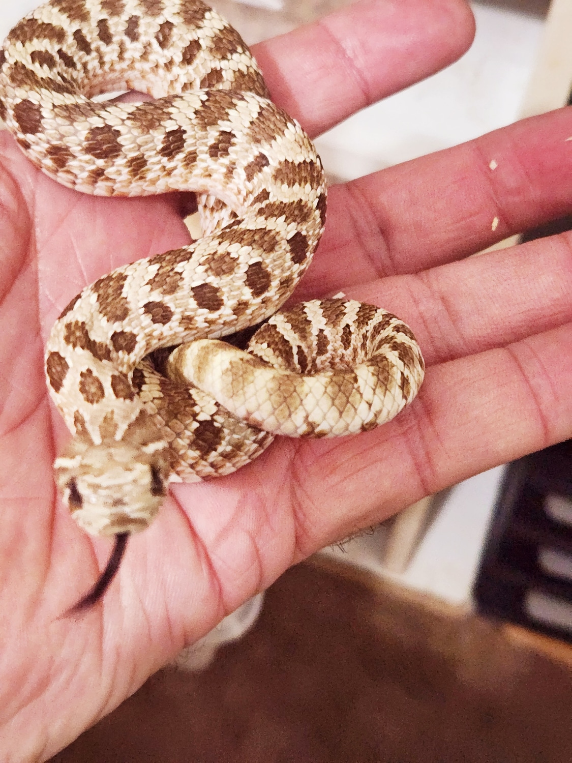 Purple Het Western Hognose by Casa Grande Reptiles - MorphMarket