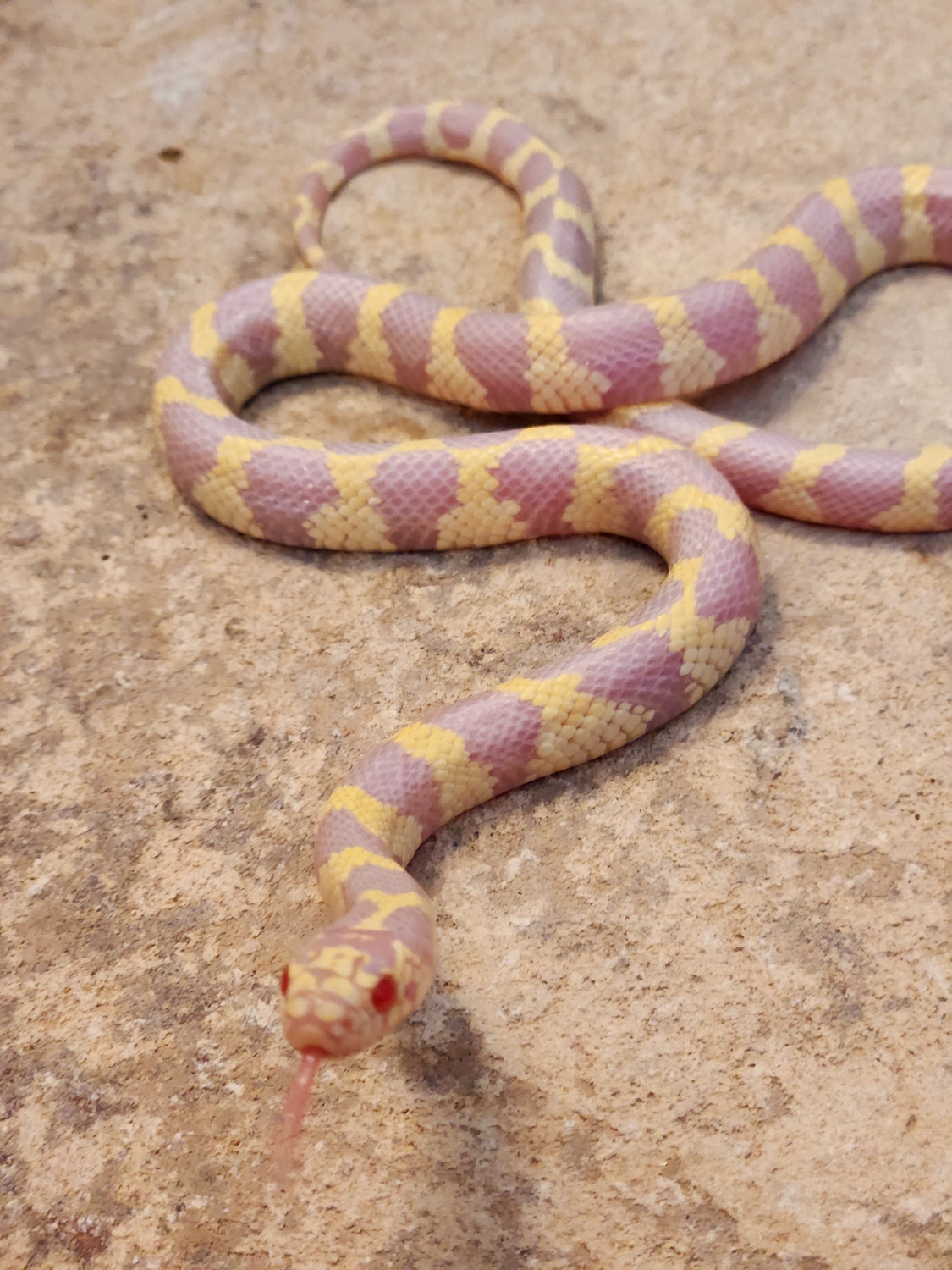Albino Banded Female California Kingsnake by Casa Grande Reptiles ...