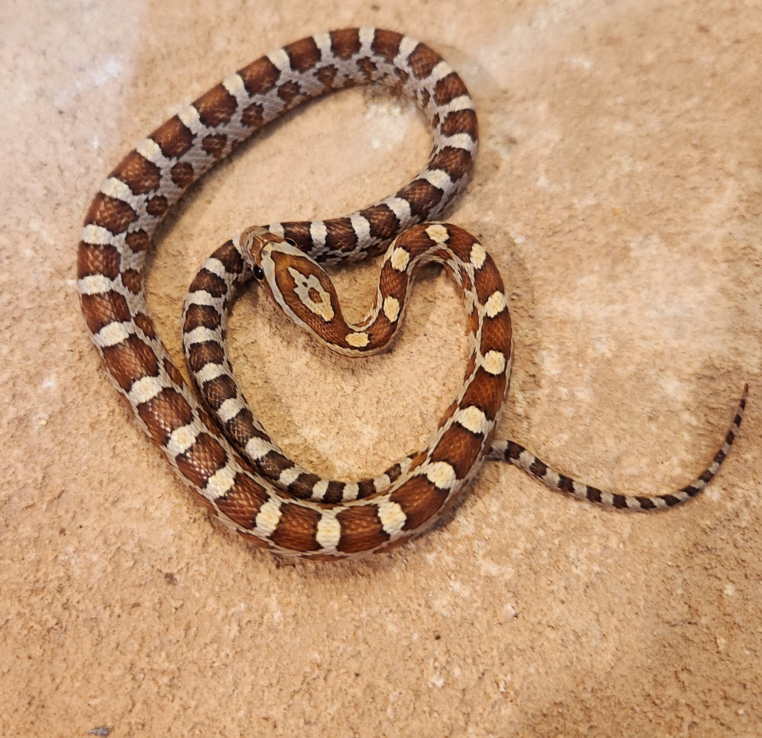 Caramel Female Corn Snake by Casa Grande Reptiles - MorphMarket