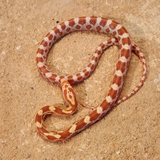 BUTTER Corn Snake by Casa Grande Reptiles