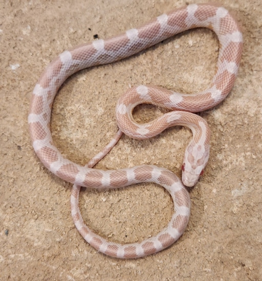 Peach Colored Corn Snake by Casa Grande Reptiles