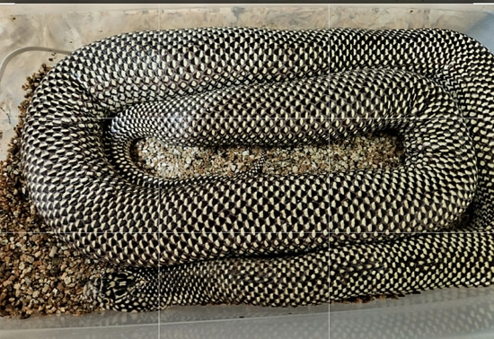 Liberty County Patternless Apalachicola Kingsnake by Casa Grande Reptiles