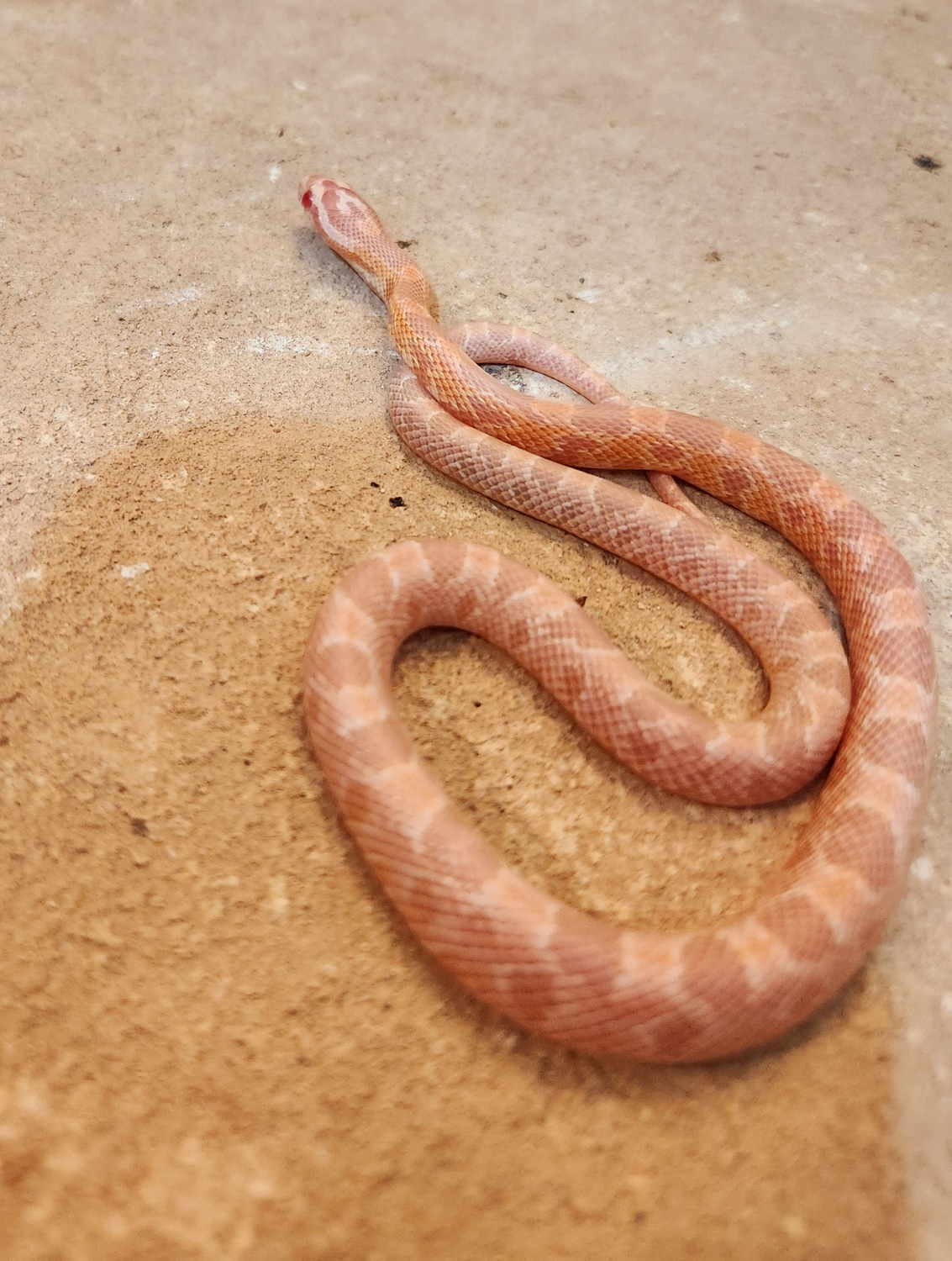 Salmon Snow Corn Snake by Casa Grande Reptiles - MorphMarket