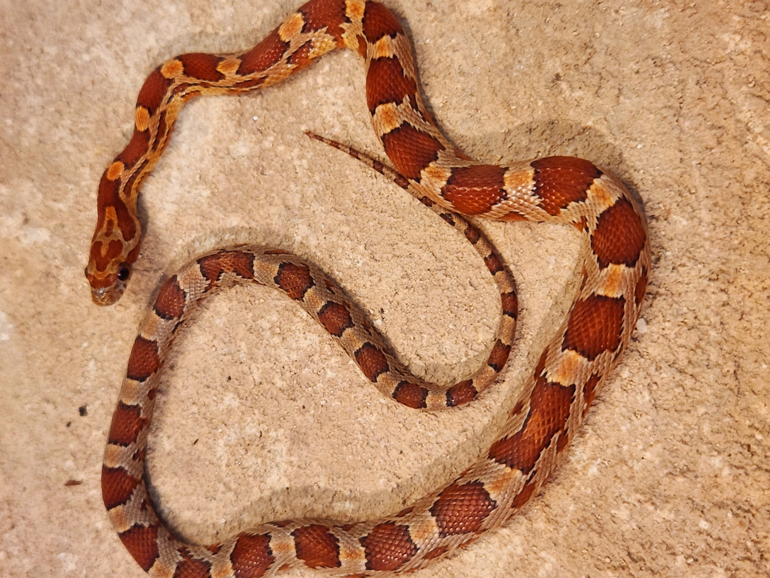 Gorgeous Hypo Corn Snake by Casa Grande Reptiles - MorphMarket