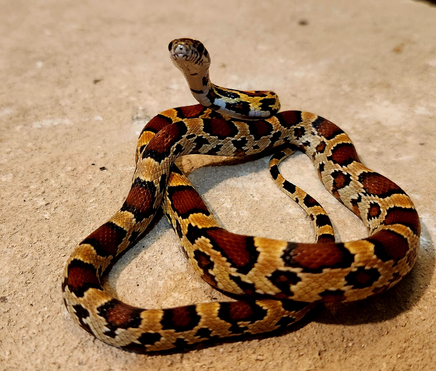Okeetee Corn Snake by Casa Grande Reptiles - MorphMarket