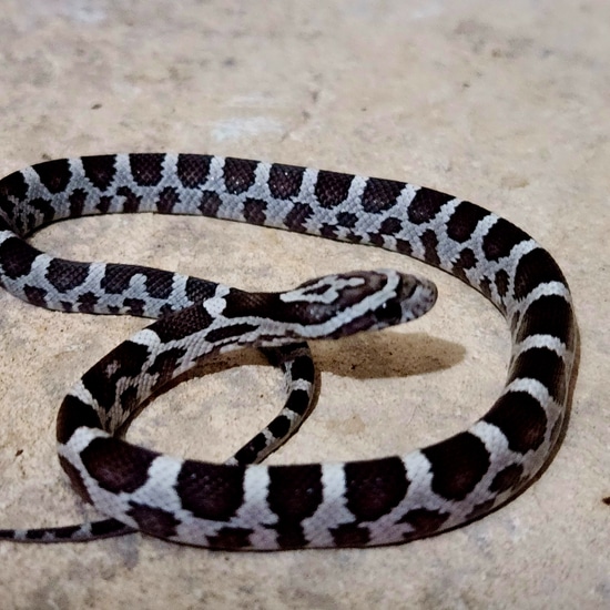 Solid Saddles Anery Corn Snake by Casa Grande Reptiles