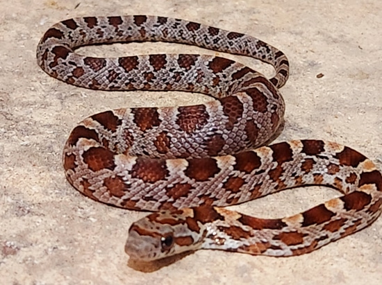 Pretty Corn Corn Snake by Casa Grande Reptiles