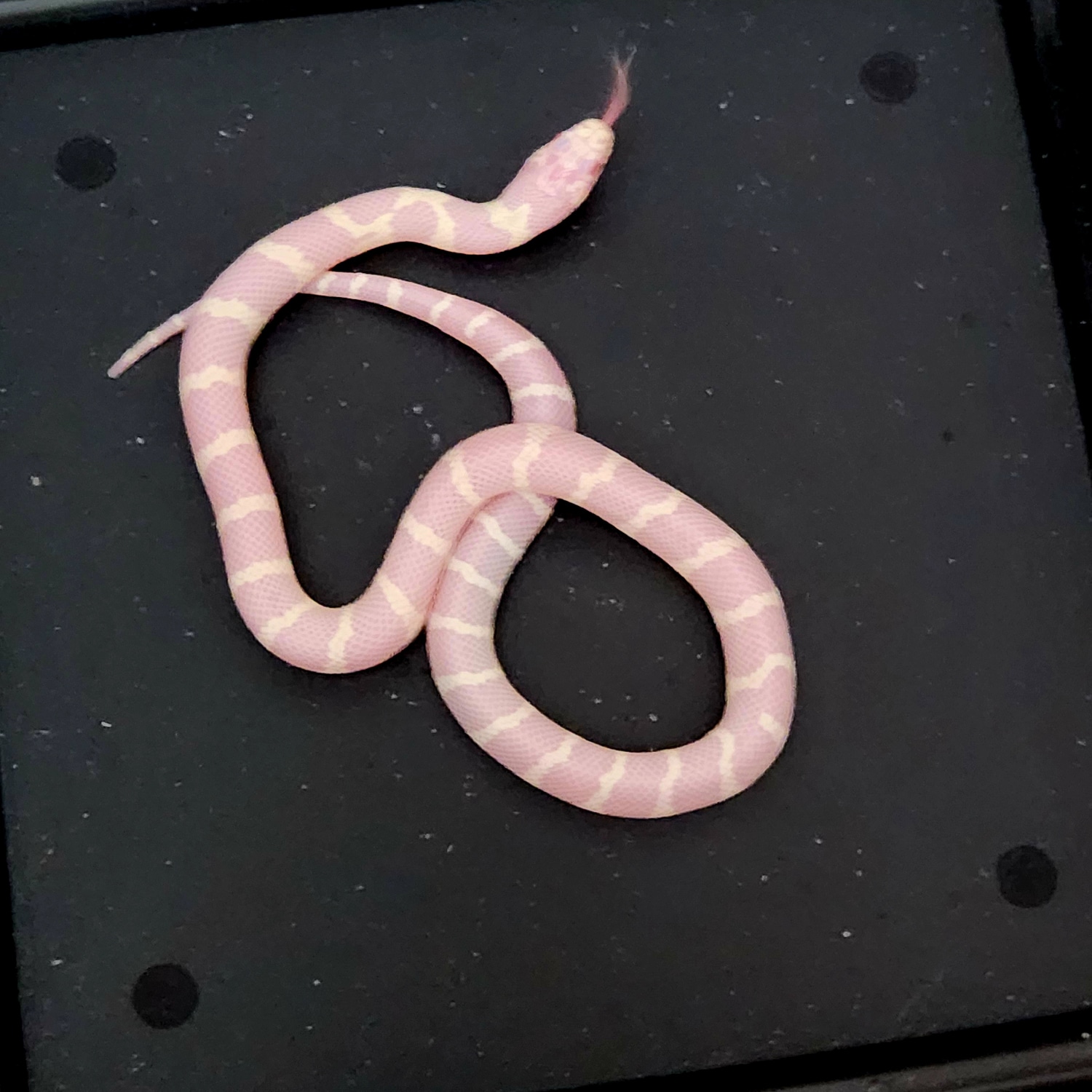 Beautiful Albino Banded California Kingsnake by Casa Grande Reptiles ...
