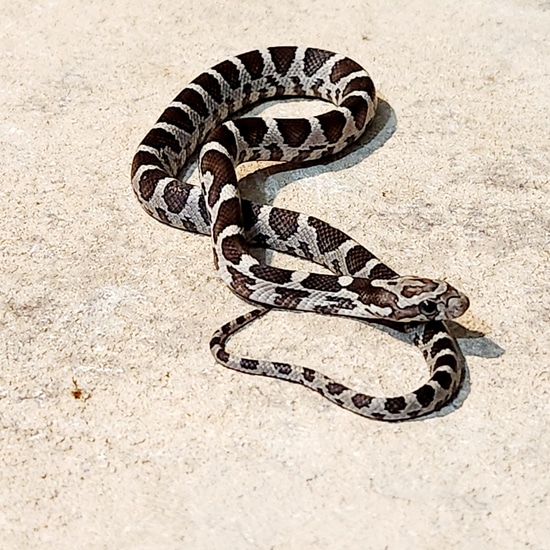 Handsome Solid Saddles Corn Snake by Casa Grande Reptiles