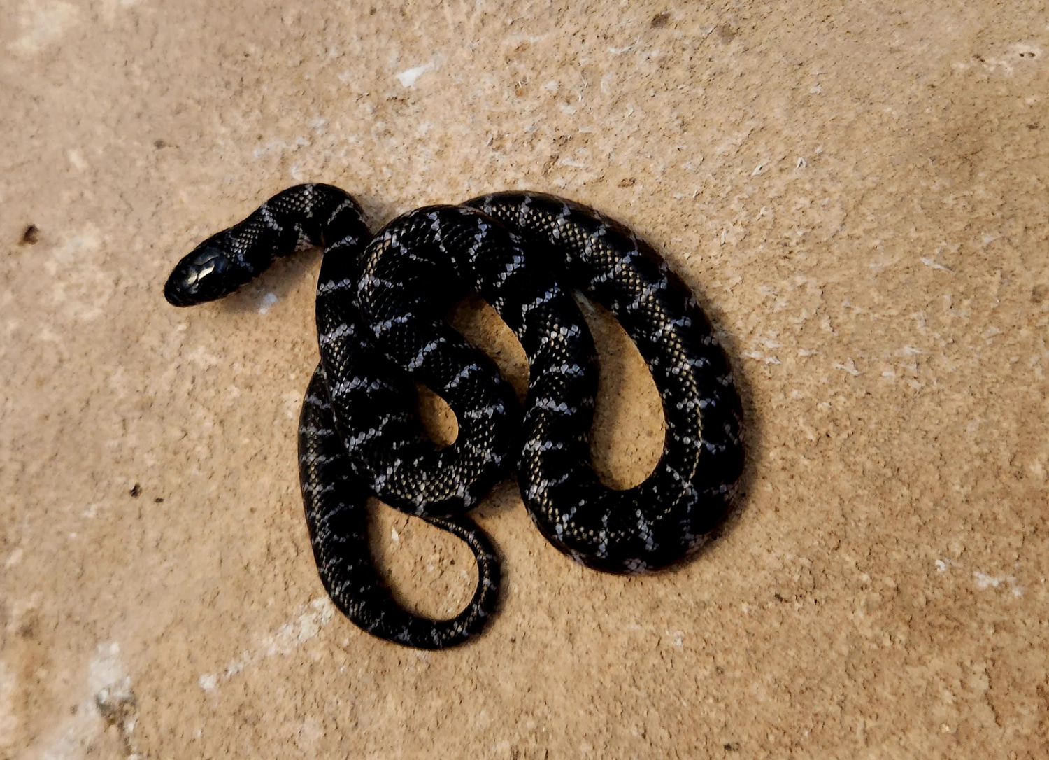 Axanthic Brooks' Kingsnake by Casa Grande Reptiles - MorphMarket