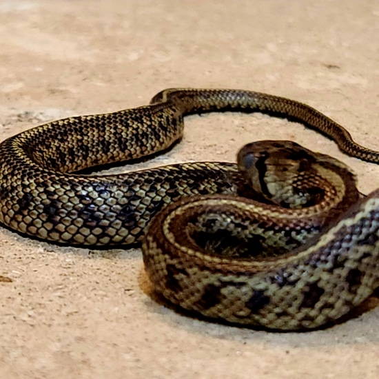Leopard Other Rat Snake by Casa Grande Reptiles