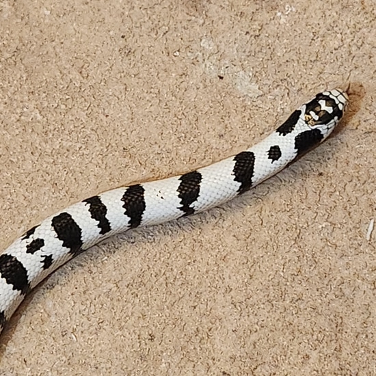 Gorgeous High White 50/50 California Kingsnake by Casa Grande Reptiles