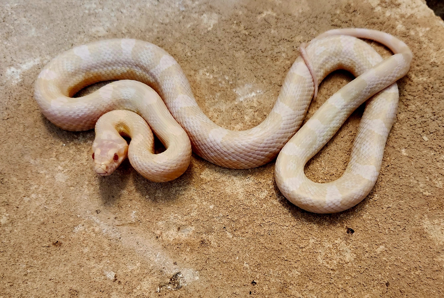 Snow Subadult Female Corn Snake by Casa Grande Reptiles - MorphMarket
