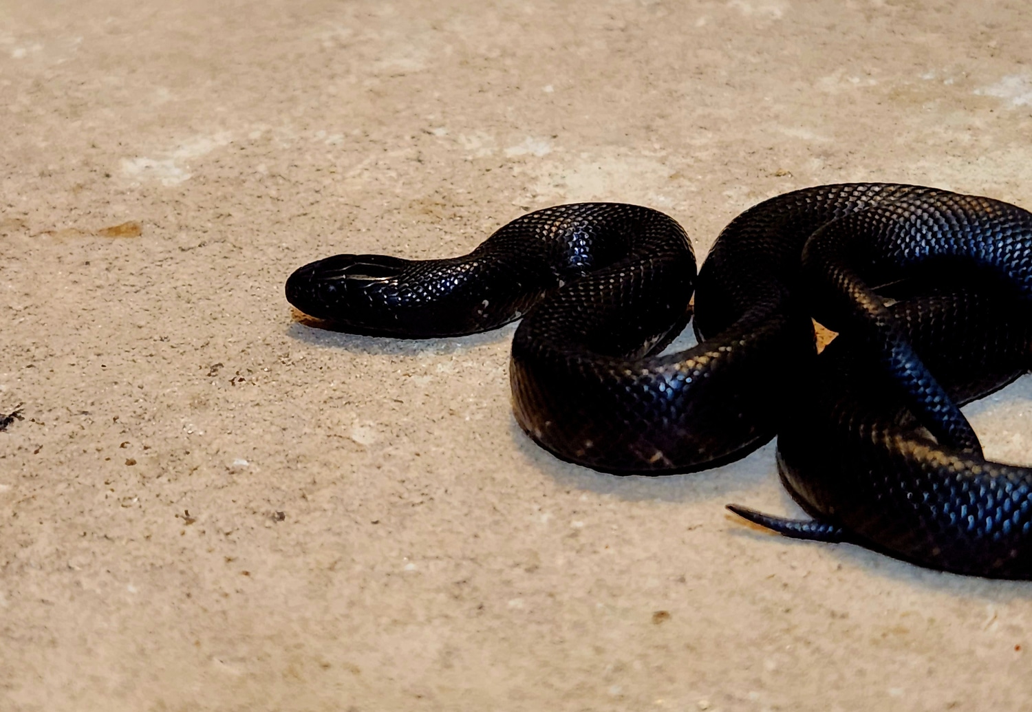 Beautiful Black Mexican Black Kingsnake by Casa Grande Reptiles ...