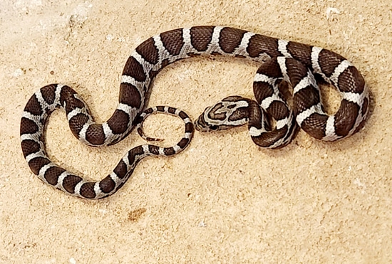 White Popping Anery Corn Snake by Casa Grande Reptiles