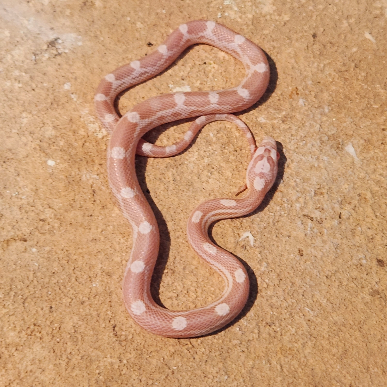 Snow Motley Corn Snake by Casa Grande Reptiles - MorphMarket