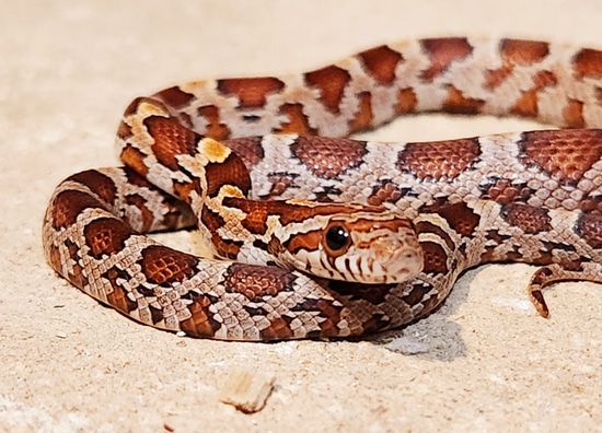 Pretty Female. Corn Snake by Casa Grande Reptiles