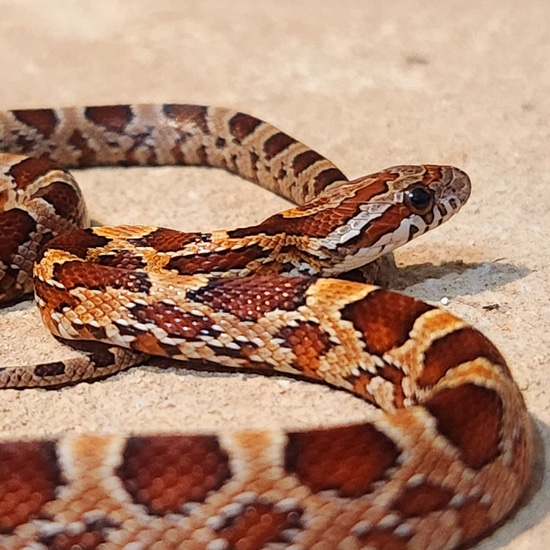 Beautiful Normal Corn Snake by Casa Grande Reptiles
