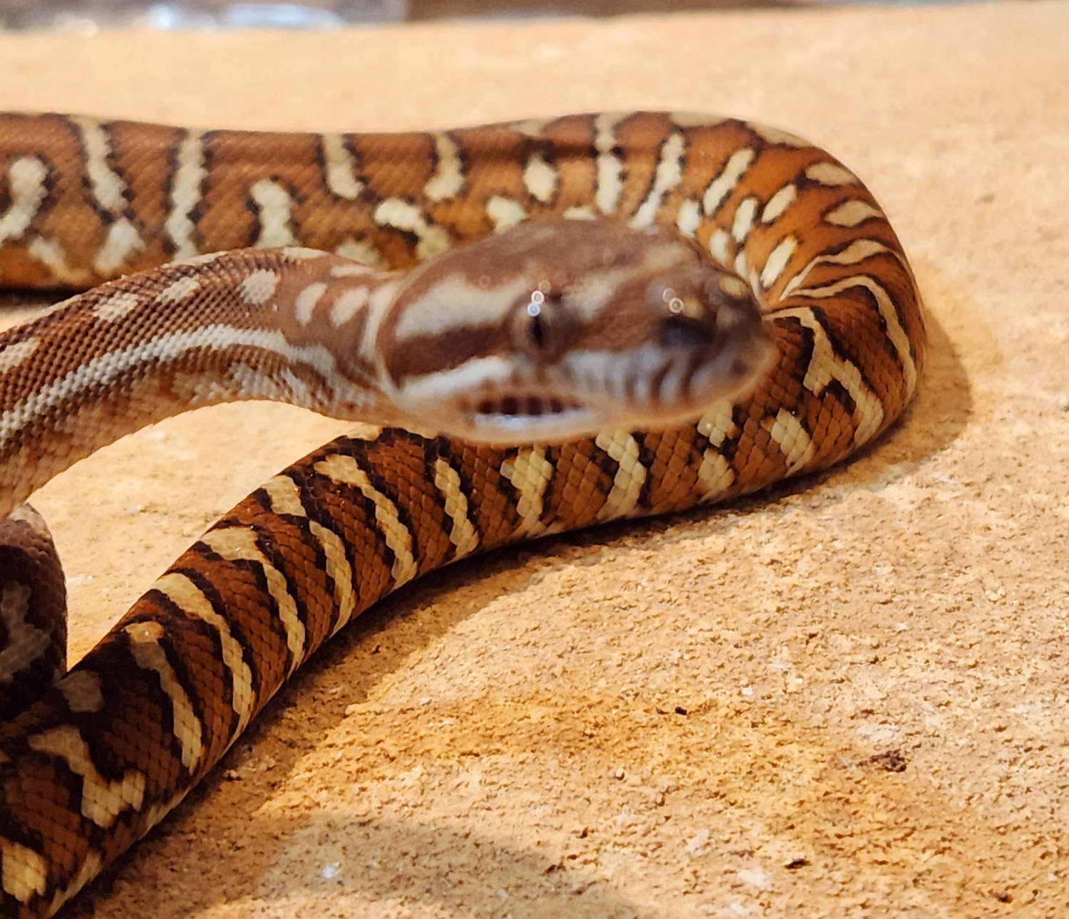 Hypo Affors Centralian Carpet Python by Casa Grande Reptiles - MorphMarket