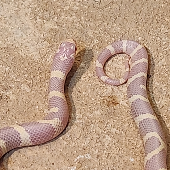 Purple Background California Kingsnake by Casa Grande Reptiles