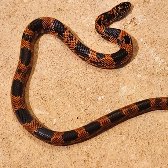 Bold Blotched Female Apalachicola Kingsnake by Casa Grande Reptiles