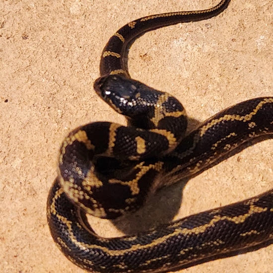 MDR MORPH California Kingsnake by Casa Grande Reptiles