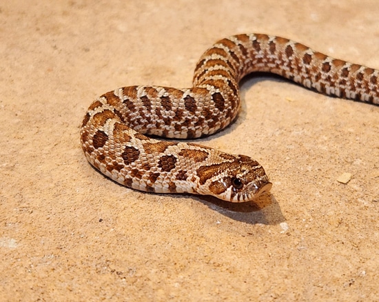 Beautiful Female Western Hognose by Casa Grande Reptiles