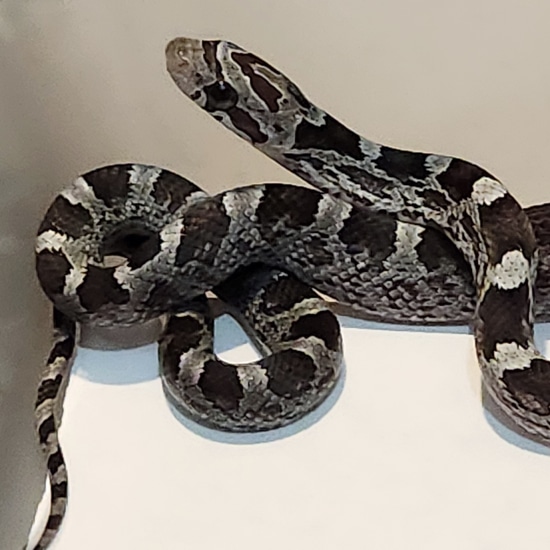 Granite Anery Corn Snake by Casa Grande Reptiles