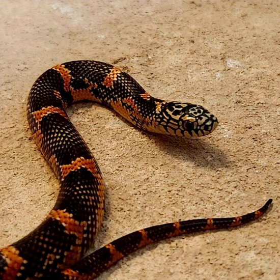 Fantastic Colors Florida Kingsnake by Casa Grande Reptiles