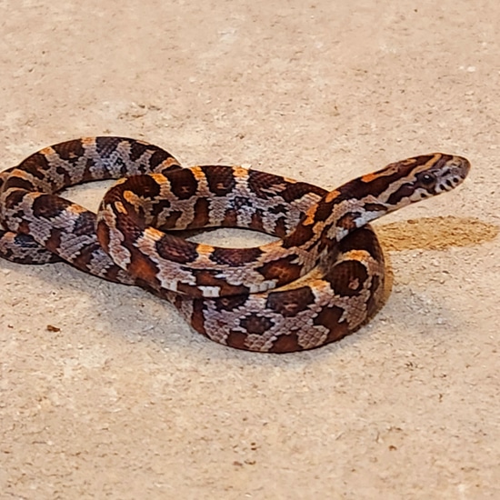 Okeetee Female Corn Snake by Casa Grande Reptiles