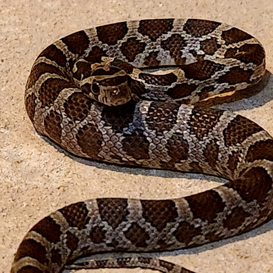 Grimes County Kisatchie Other Rat Snake by Casa Grande Reptiles