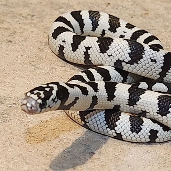 High White Banded Female California Kingsnake by Casa Grande Reptiles