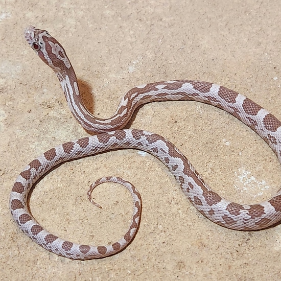 Red Factor Ghost Corn Snake by Casa Grande Reptiles