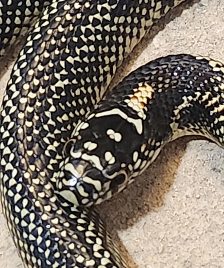 Striped Patternless Liberty County F1 Apalachicola Kingsnake by Casa ...