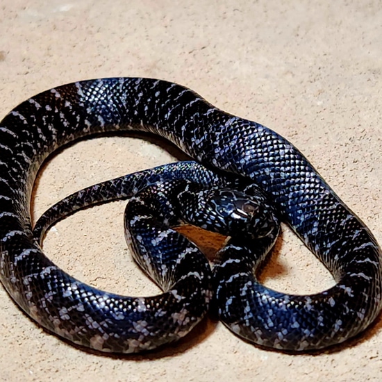 Handsome Axanthic Brooks' Kingsnake by Casa Grande Reptiles